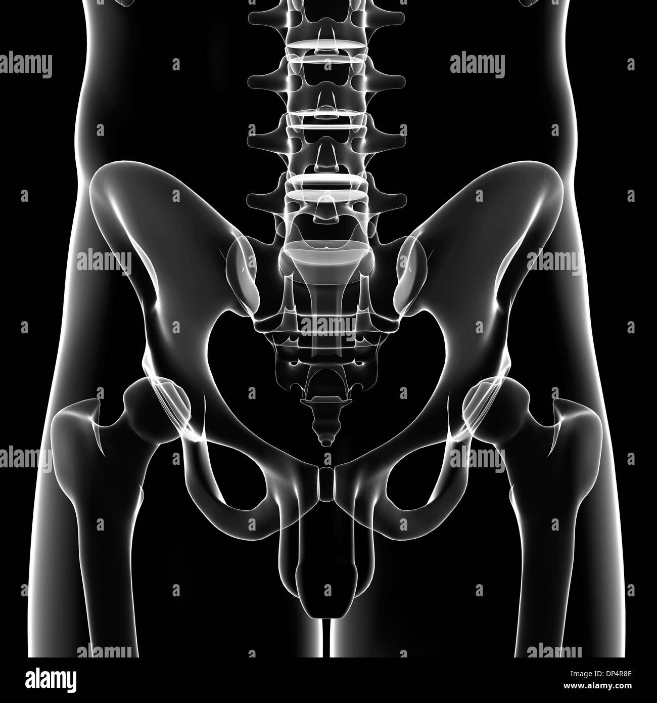 Male pelvic bones, artwork Stock Photo - Alamy