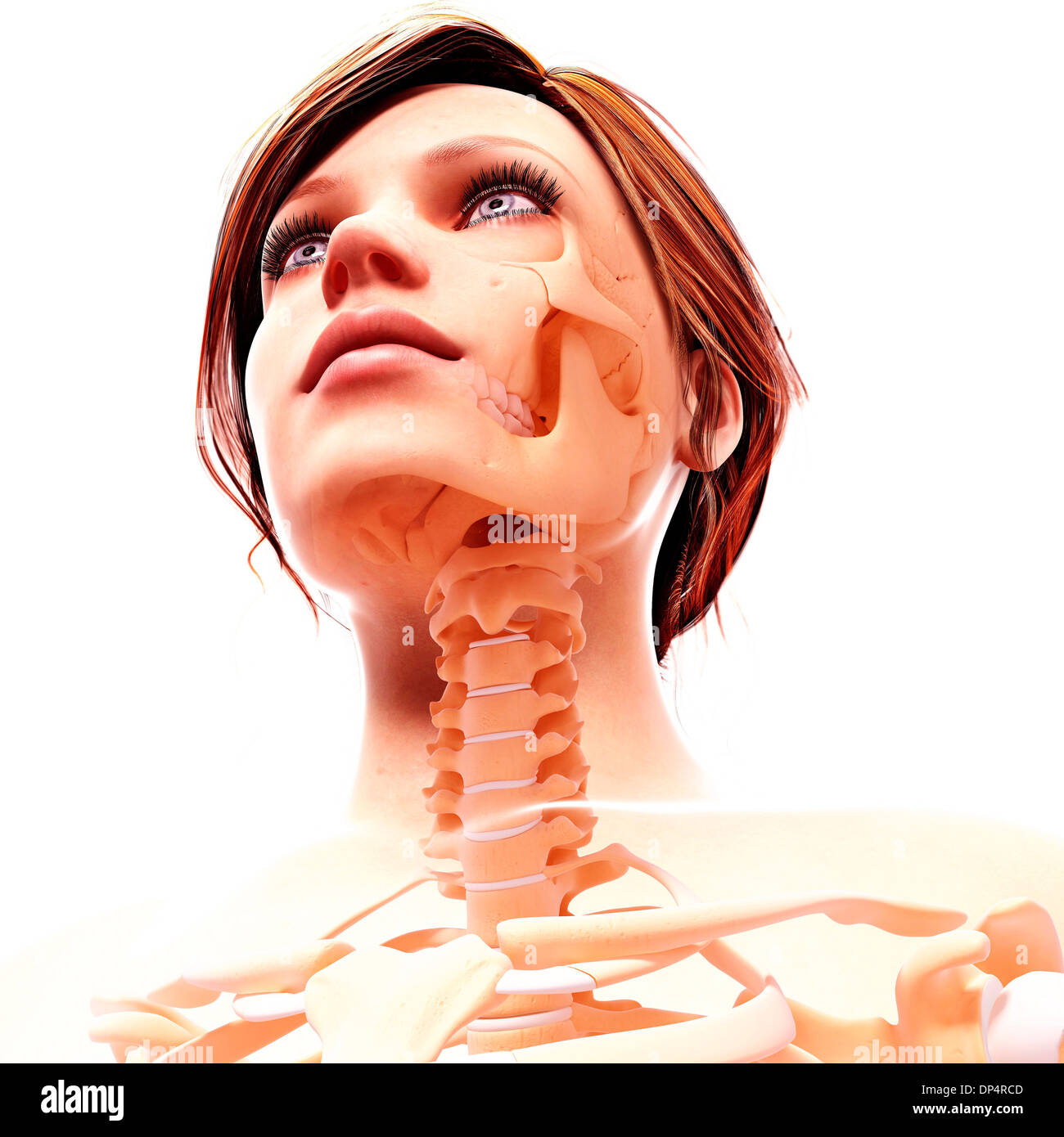 Female skeleton, artwork Stock Photo - Alamy