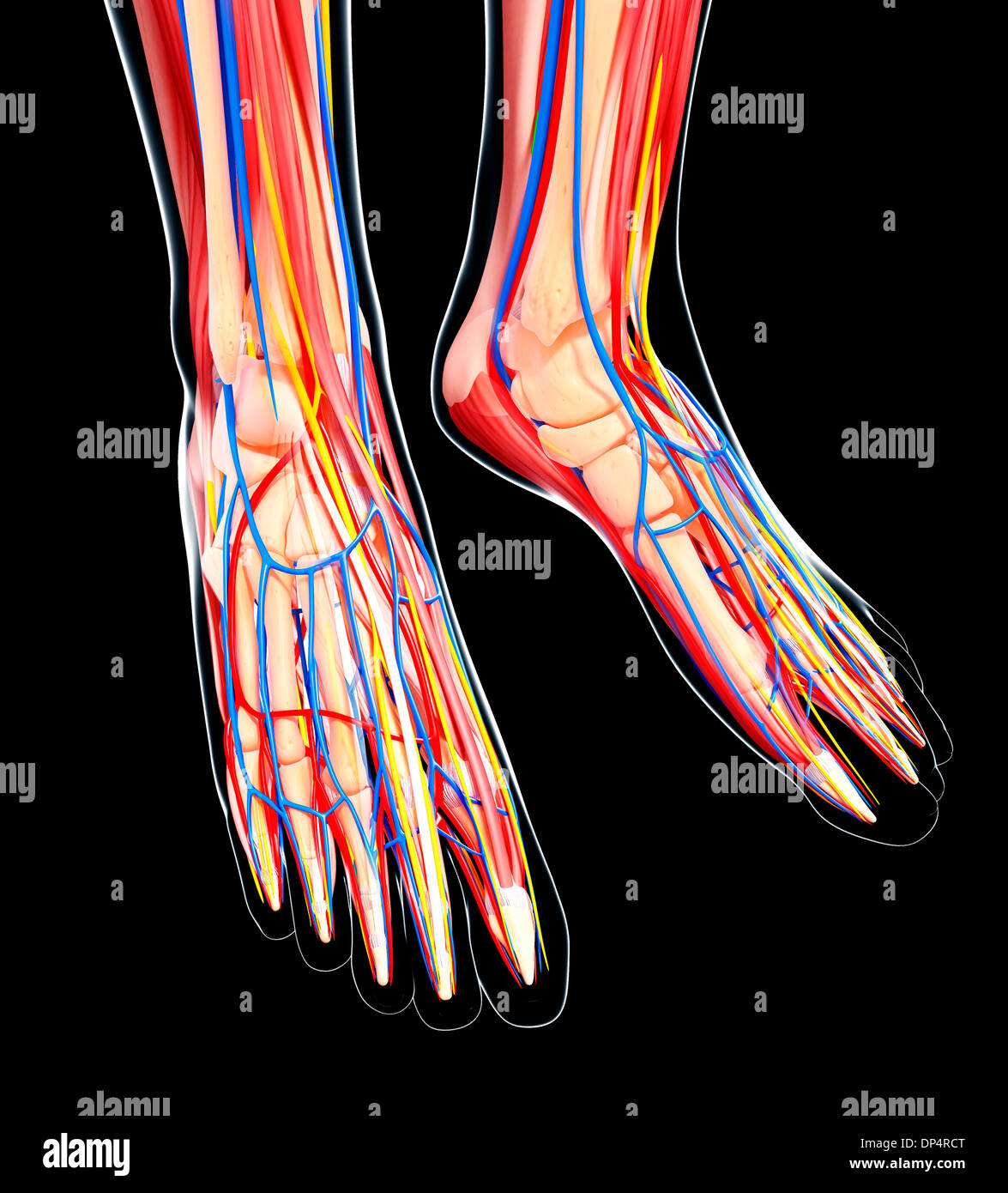 Human foot anatomy, artwork Stock Photo - Alamy