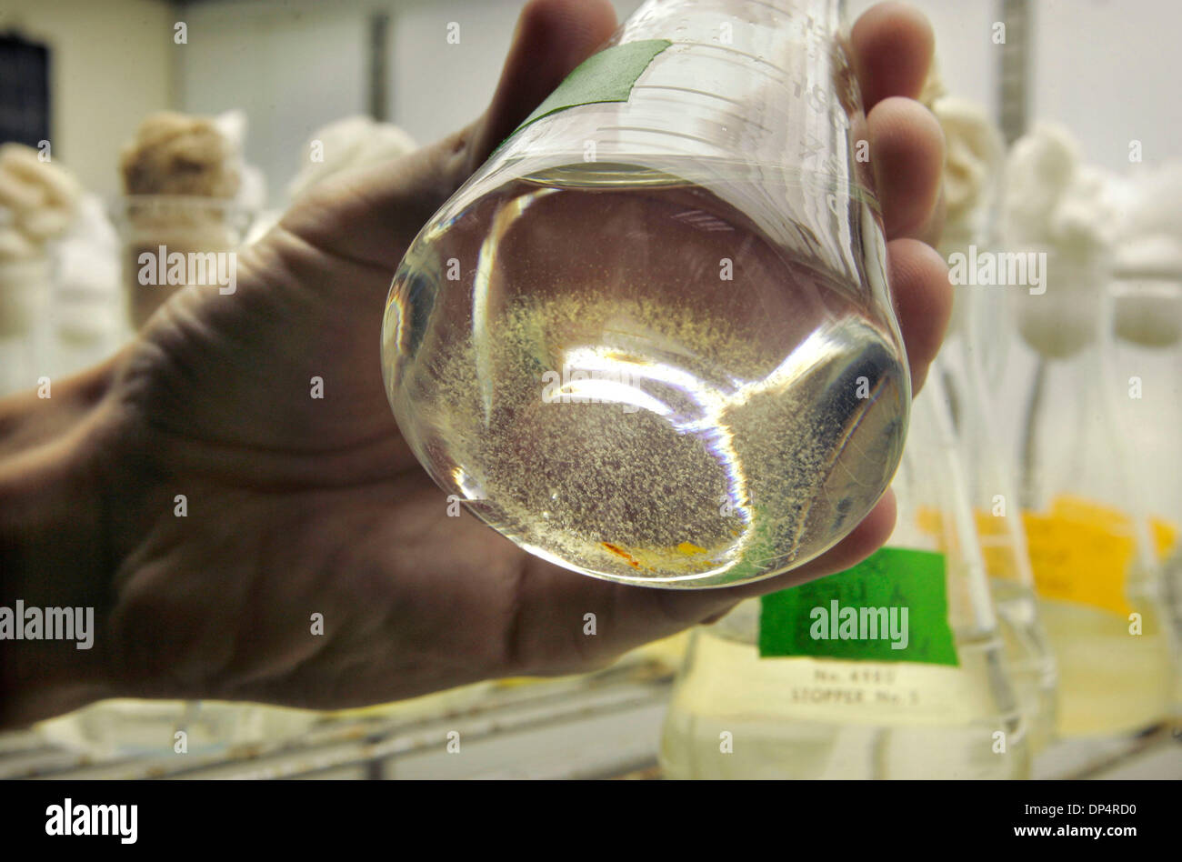 Aug 22, 2006; San Marcos, CA, USA; Growing calcifying cells are visible ...