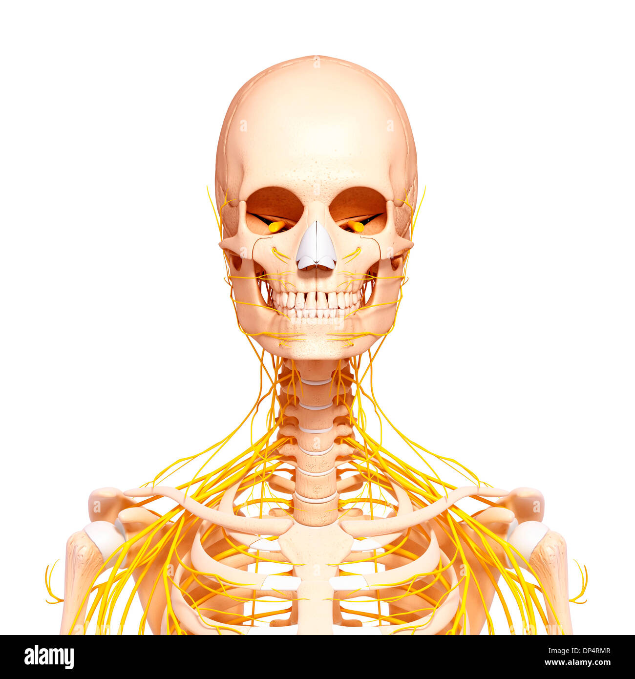 Human nervous system, artwork Stock Photo - Alamy