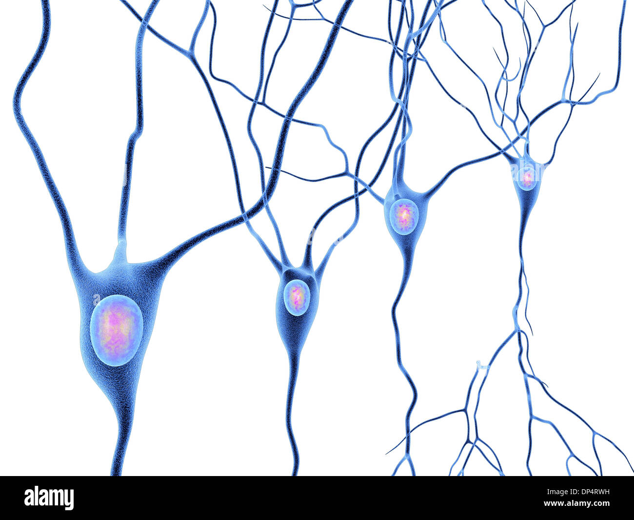 Nerve cells, artwork Stock Photo - Alamy