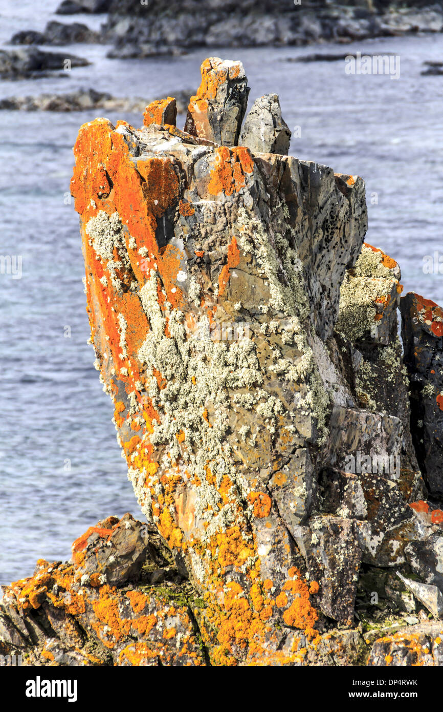 Lichen antarctica hi-res stock photography and images - Alamy