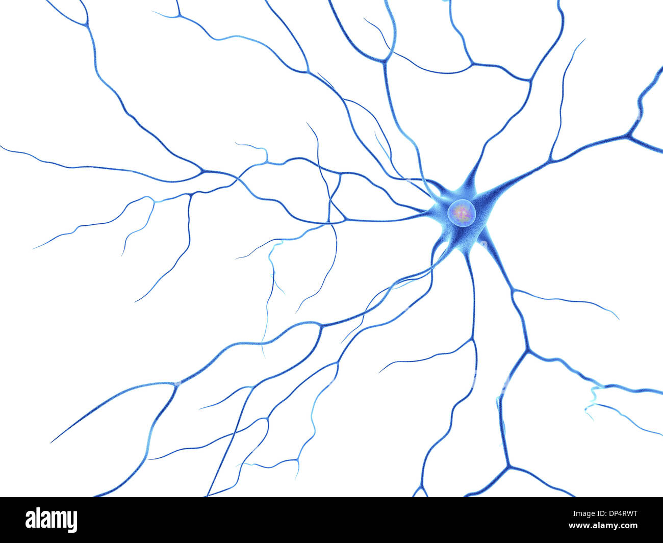 Nerve cell, artwork Stock Photo - Alamy
