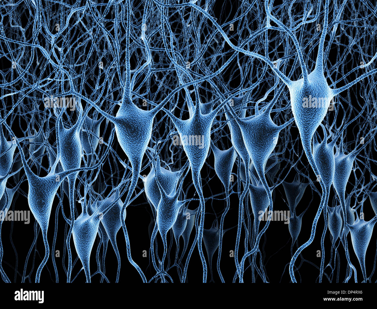 Nerve cells, artwork Stock Photo - Alamy