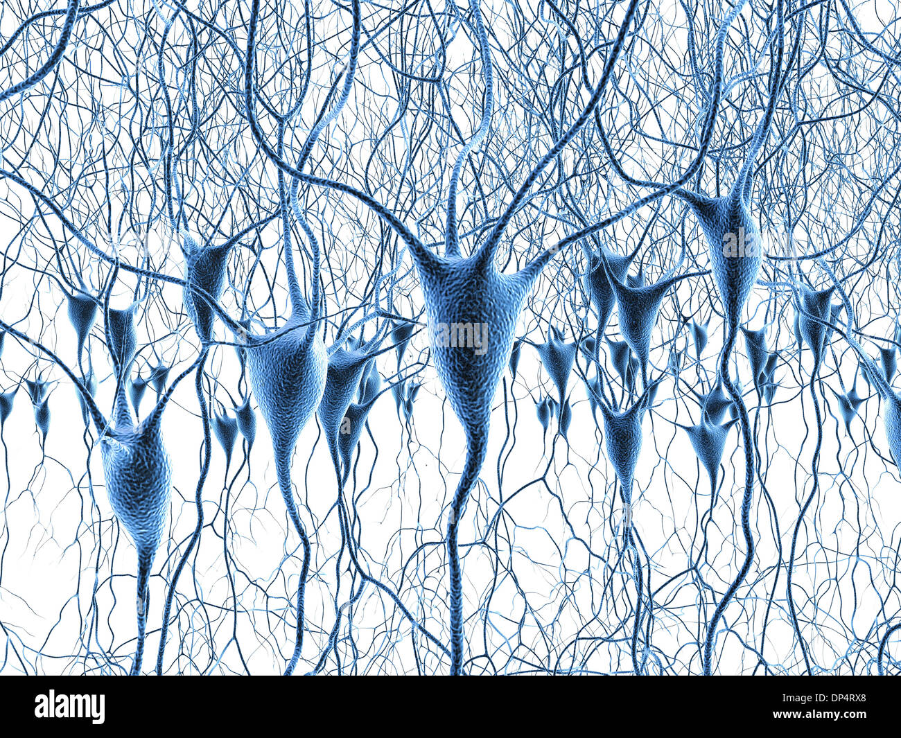 Nerve cells, artwork Stock Photo - Alamy