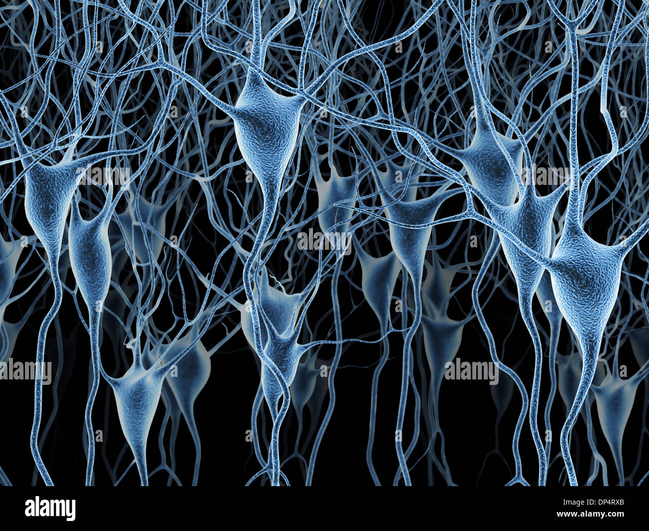 Nerve cells, artwork Stock Photo - Alamy