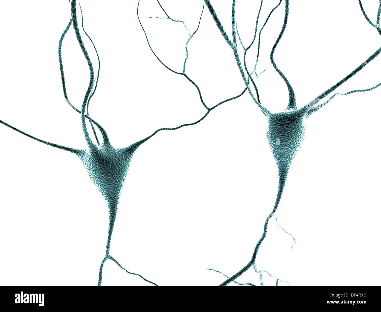 Nerve cells, artwork Stock Photo - Alamy