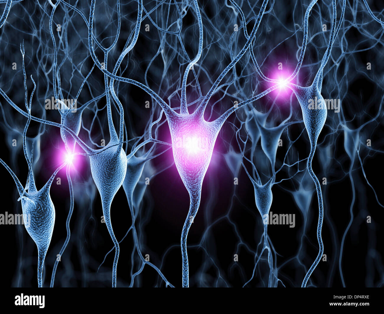 Nerve cells, artwork Stock Photo - Alamy