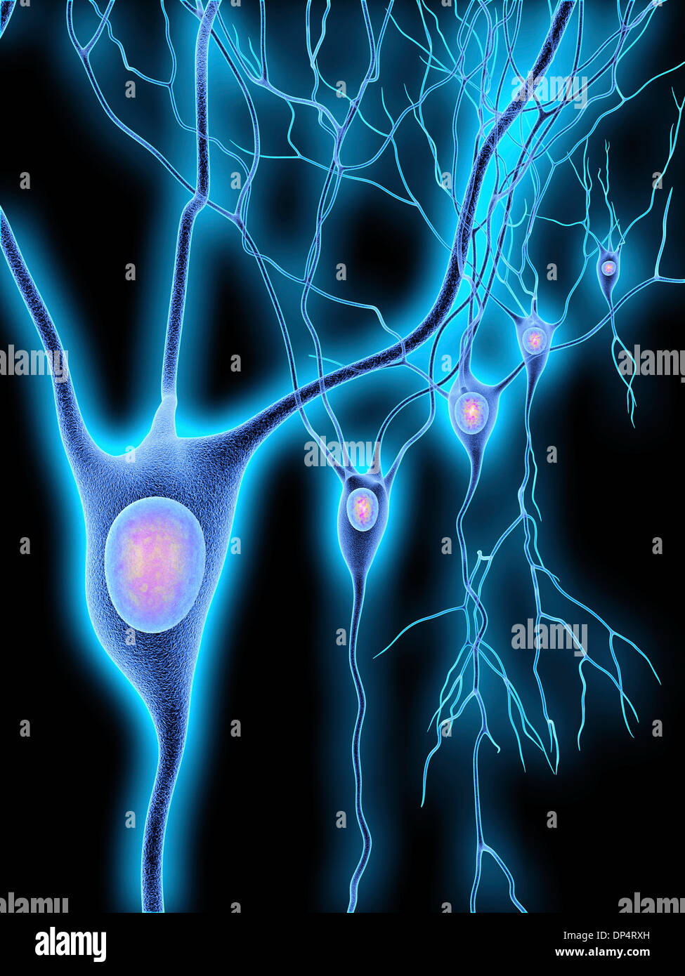 Nerve cells, artwork Stock Photo - Alamy