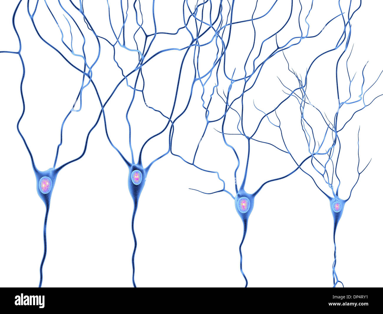 Nerve cells, artwork Stock Photo - Alamy