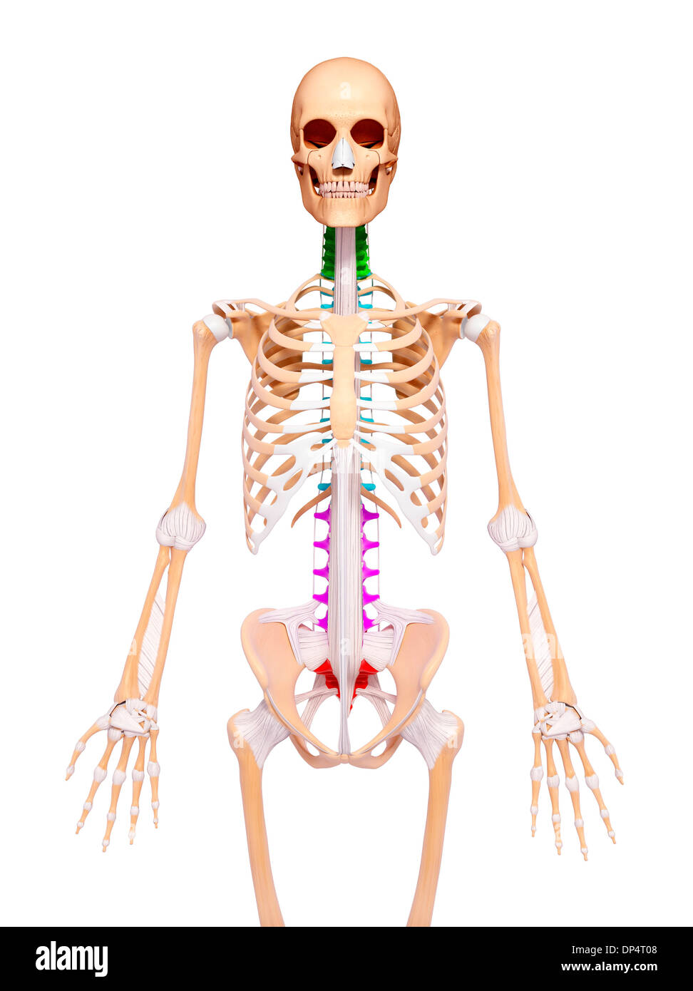 Human skeleton, artwork Stock Photo - Alamy