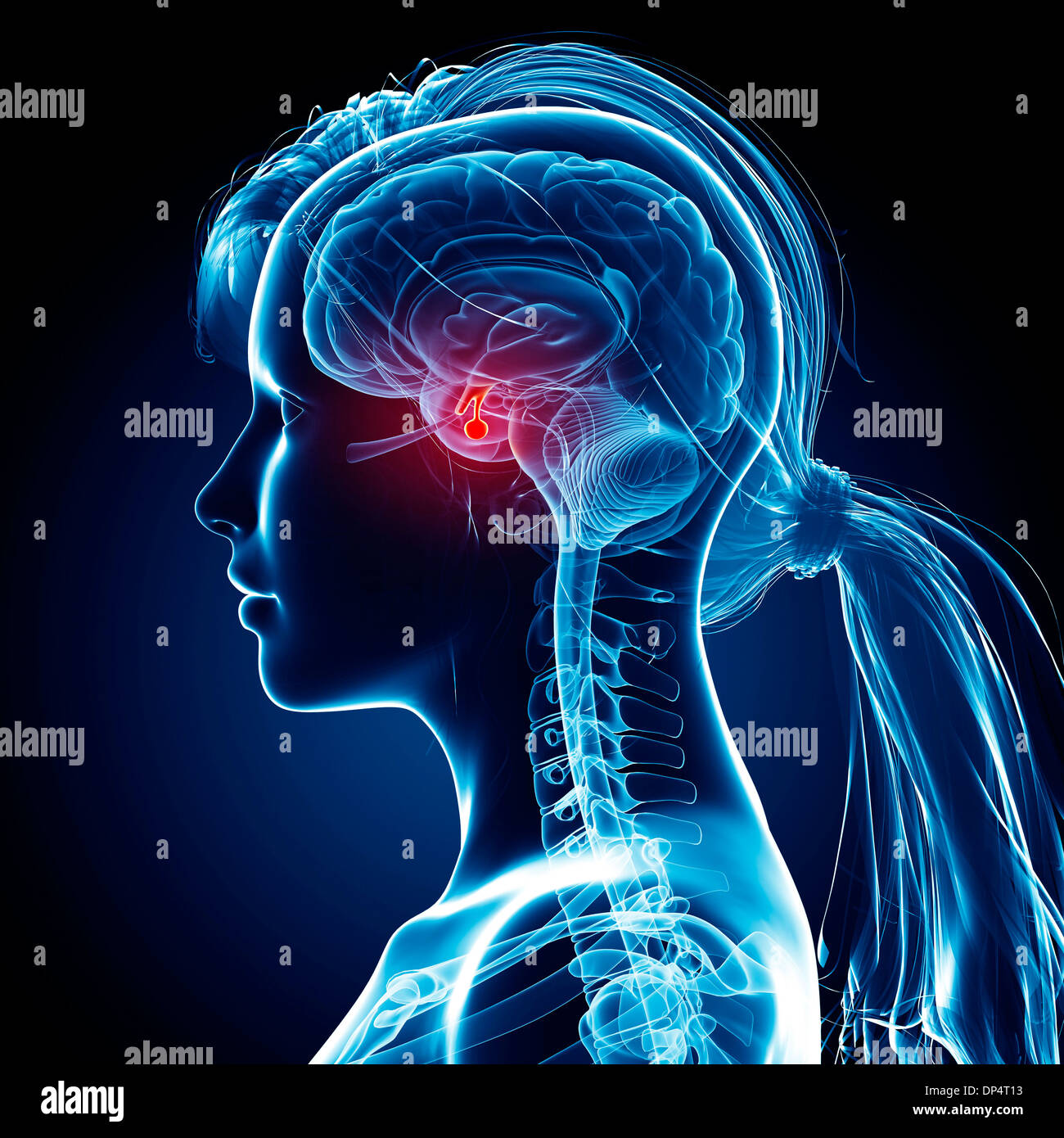 Female brain, artwork Stock Photo - Alamy