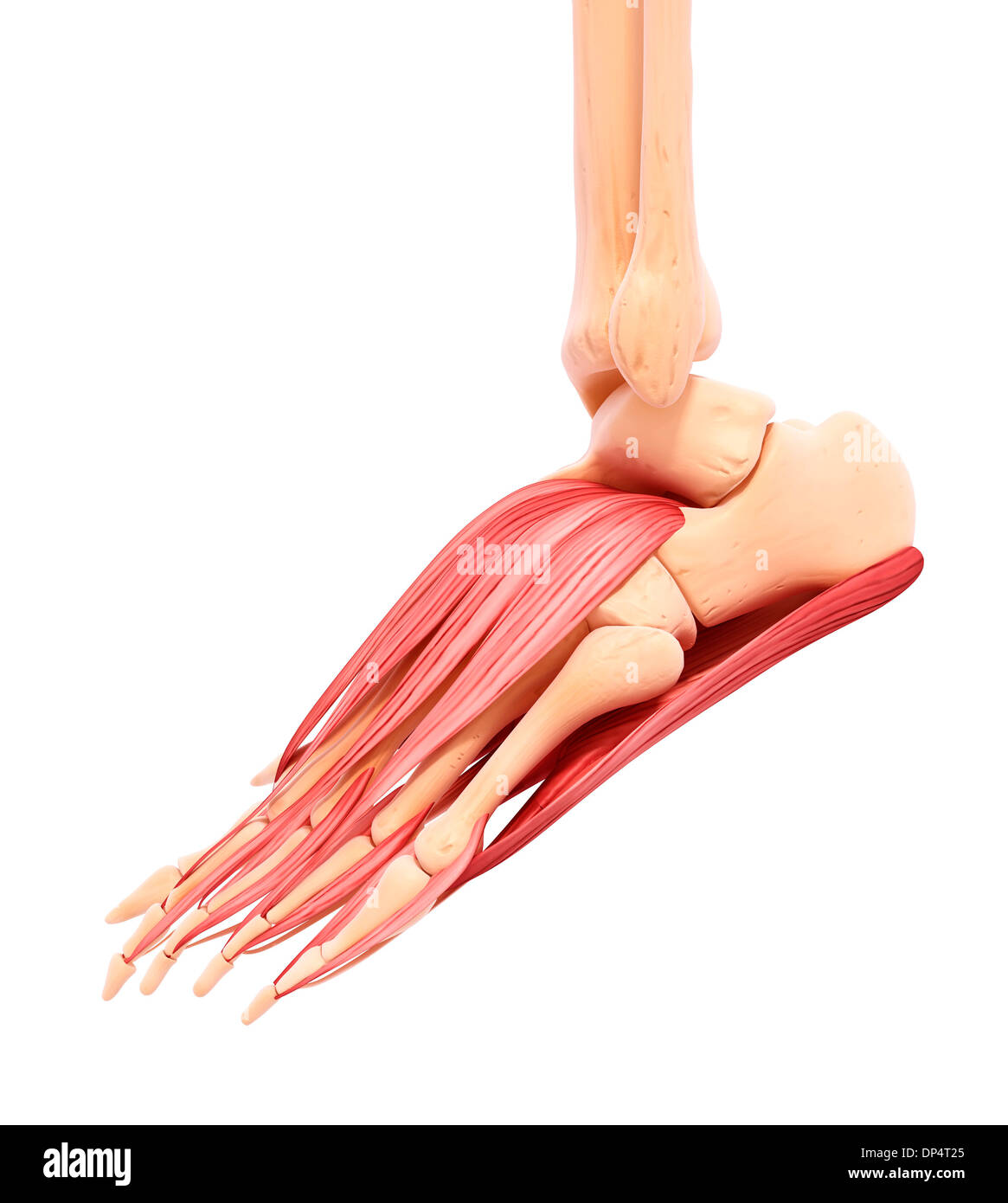 Human foot musculature, artwork Stock Photo - Alamy