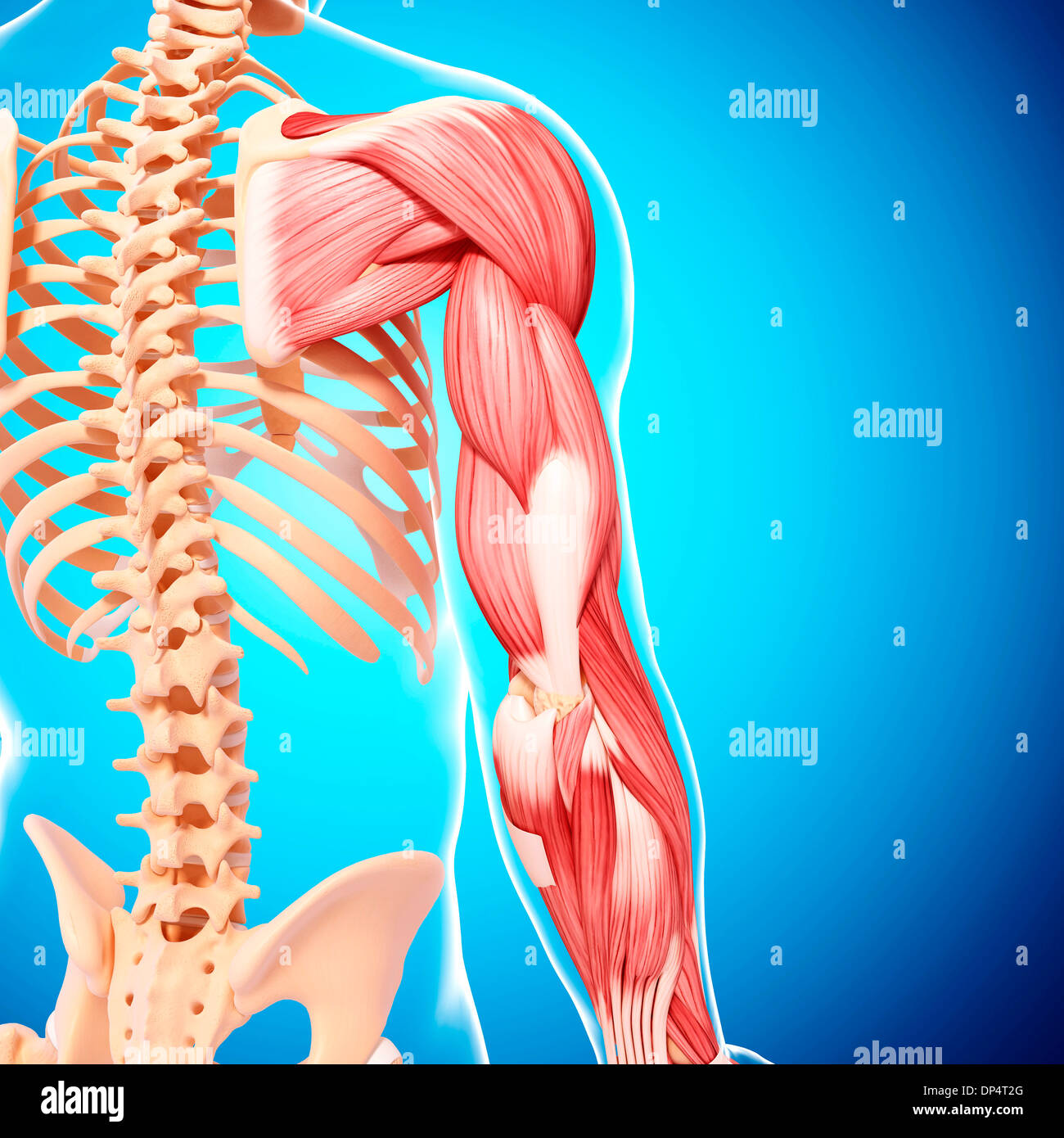 Human arm musculature, artwork Stock Photo - Alamy