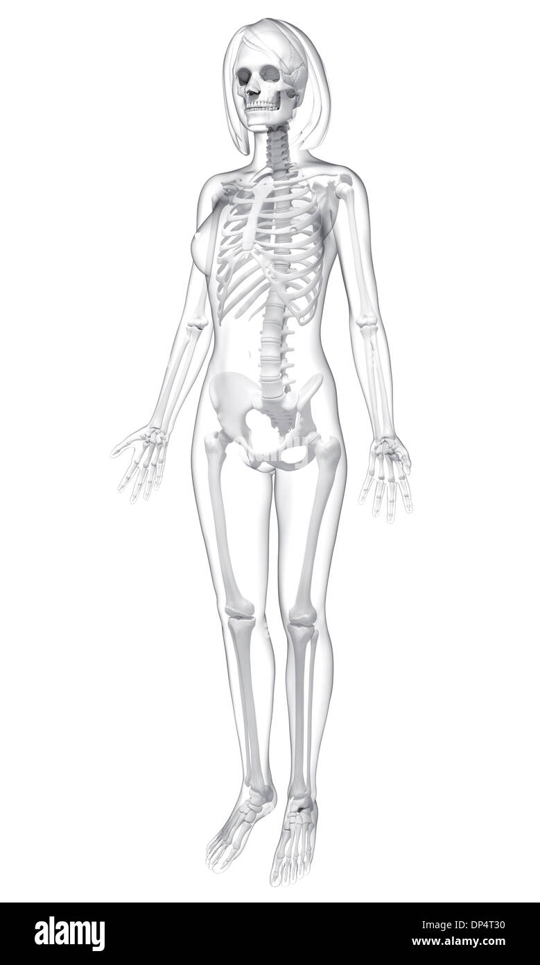 Female skeleton, artwork Stock Photo - Alamy