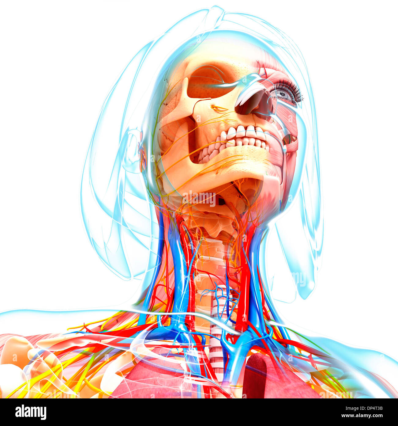 Female anatomy, artwork Stock Photo - Alamy