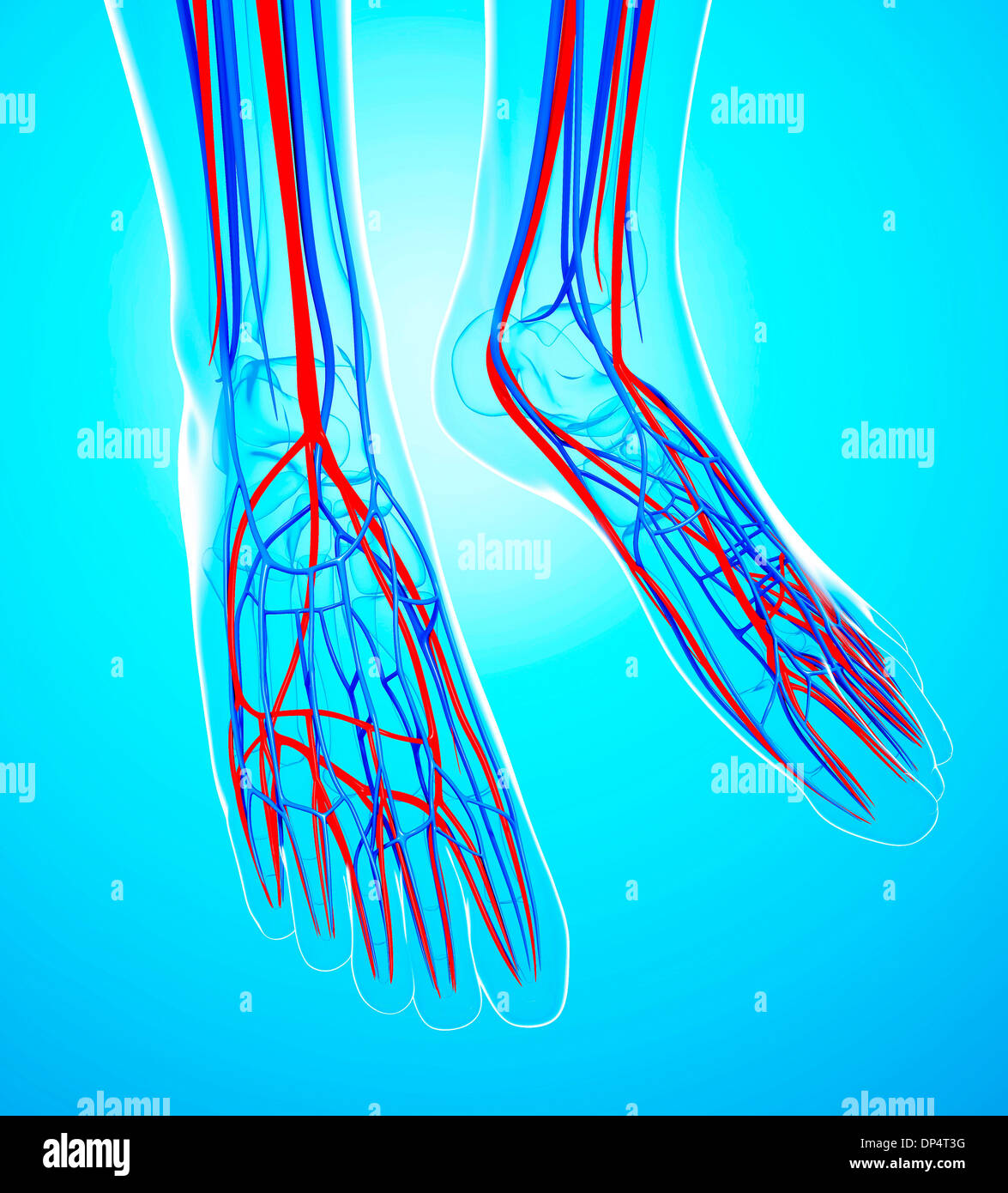 Human foot cardiovascular system, artwork Stock Photo - Alamy