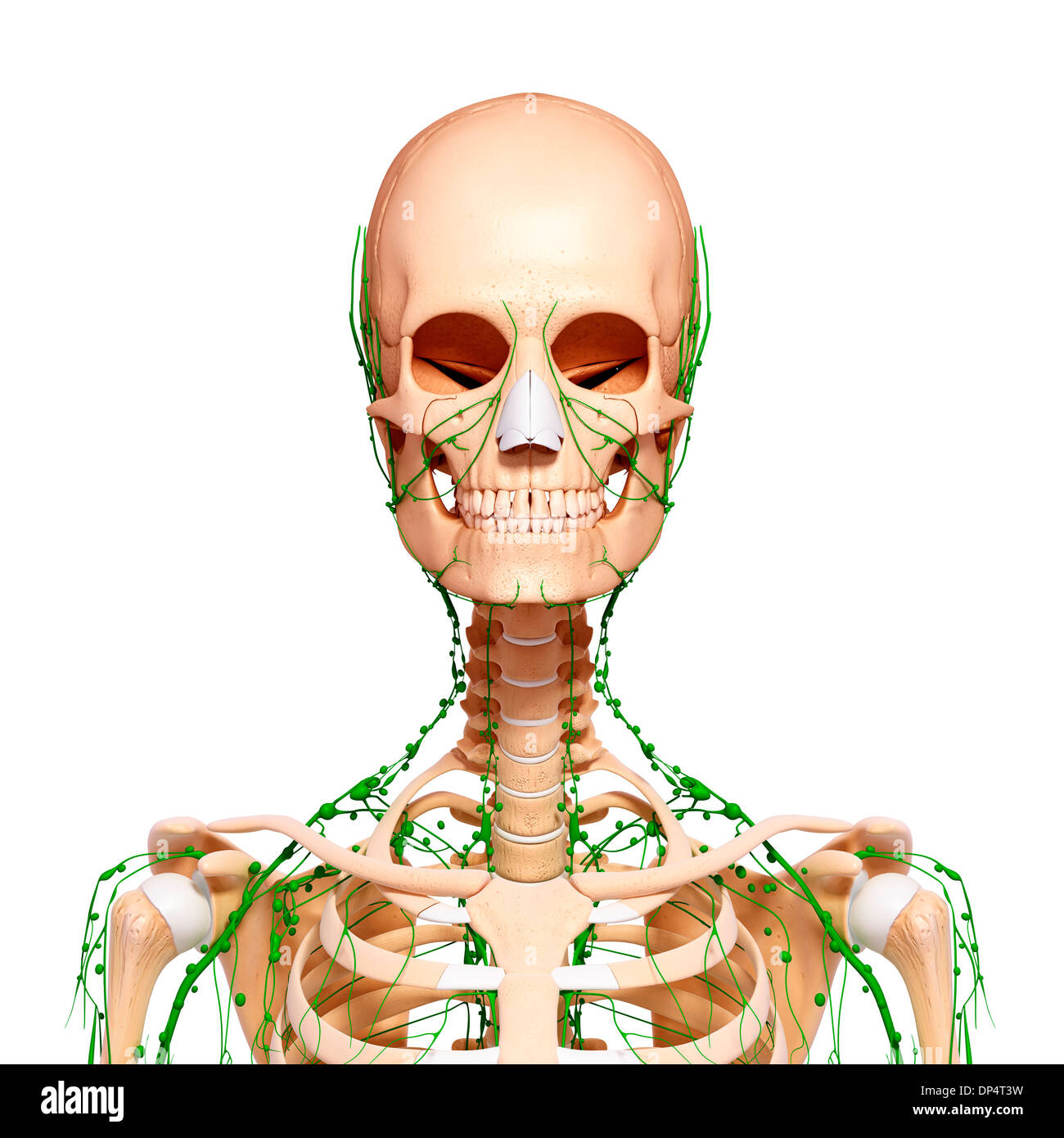 Tooth system hi-res stock photography and images - Alamy