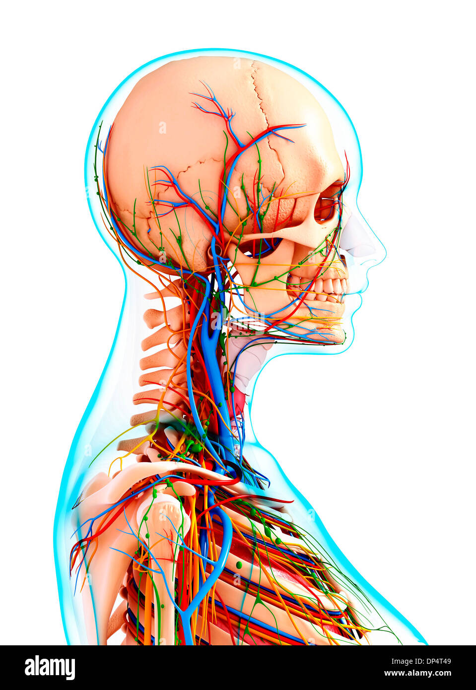 Female anatomy, artwork Stock Photo - Alamy