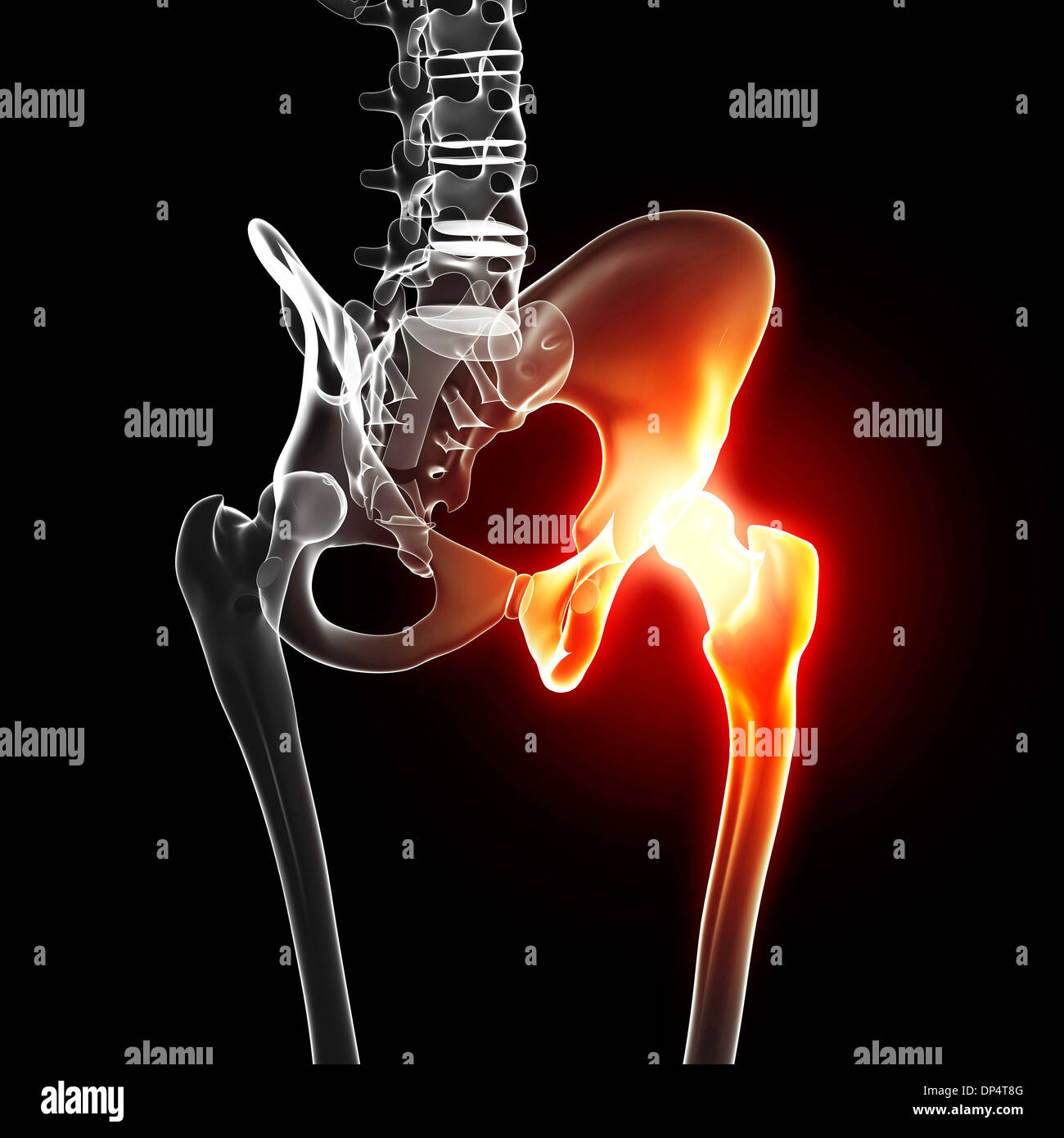 Pelvic Joint Stock Photos & Pelvic Joint Stock Images - Alamy