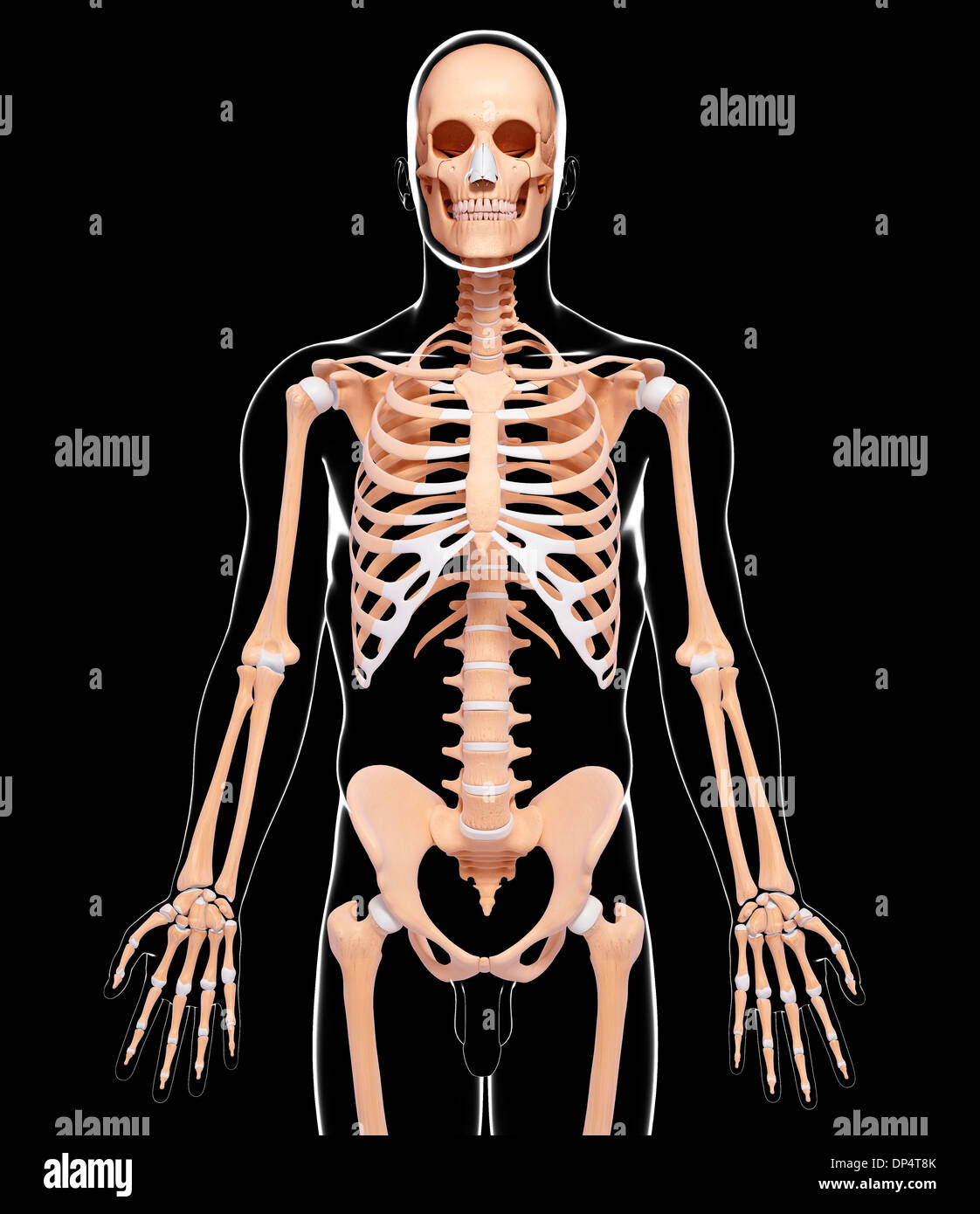Human skeleton, artwork Stock Photo - Alamy