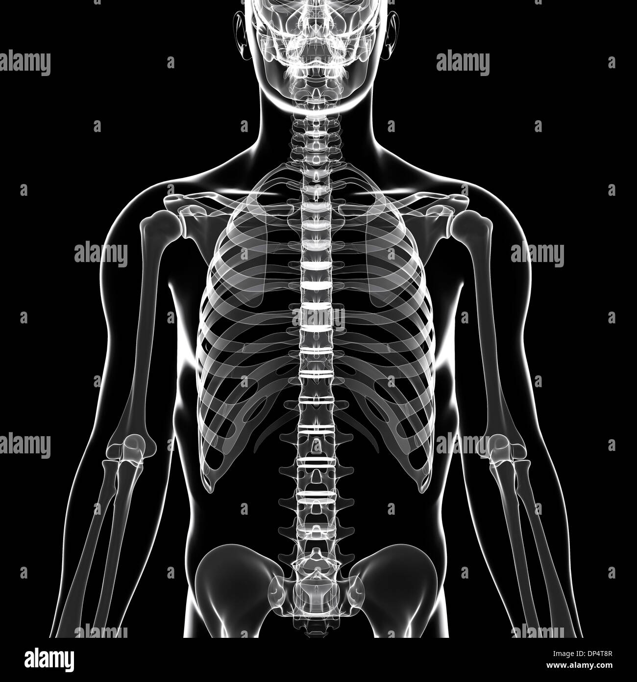 Human Skeleton Artwork Stock Photo Alamy human-skeleton-artwork-stock-photo-alamy