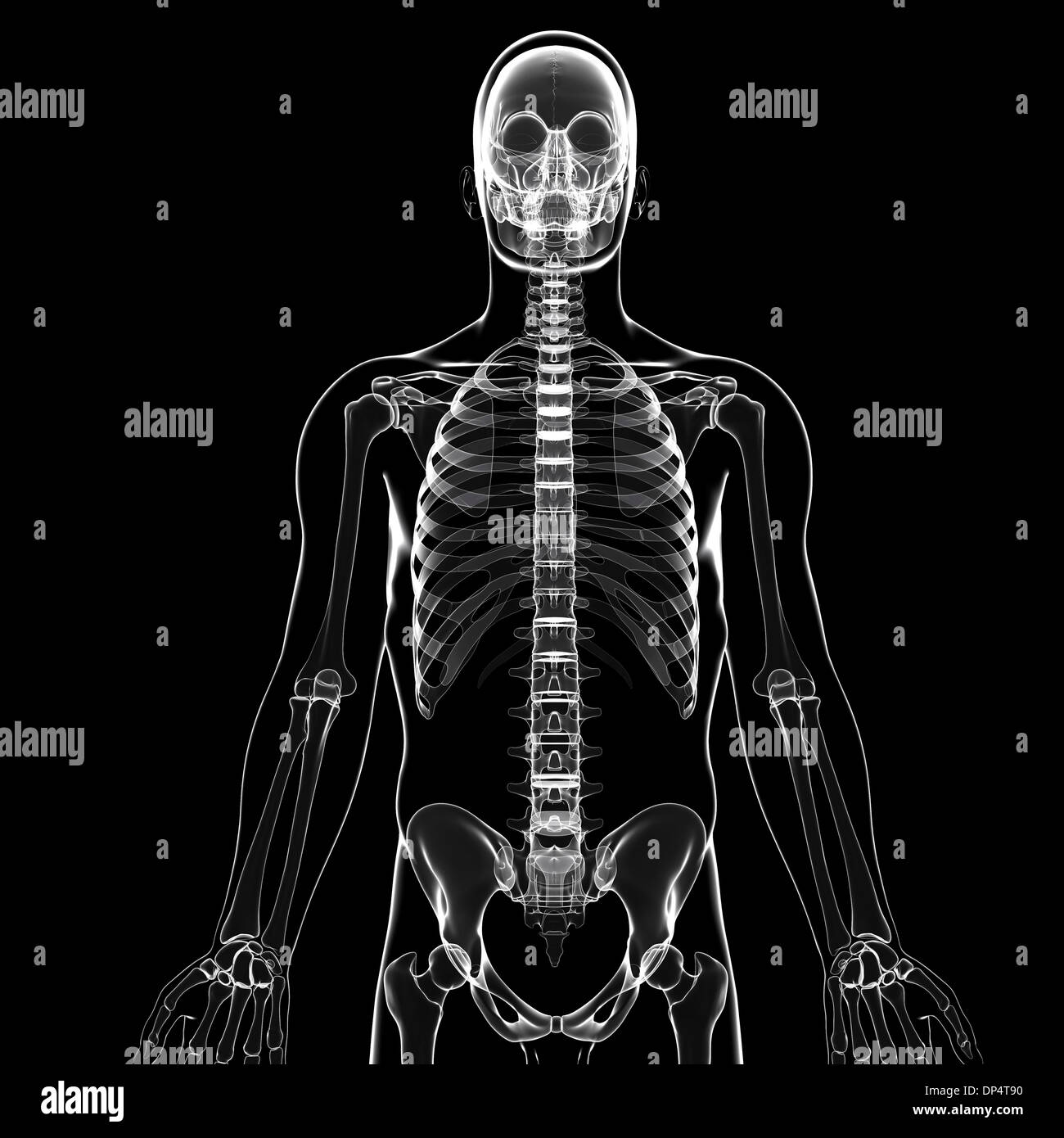 Human skeleton, artwork Stock Photo - Alamy
