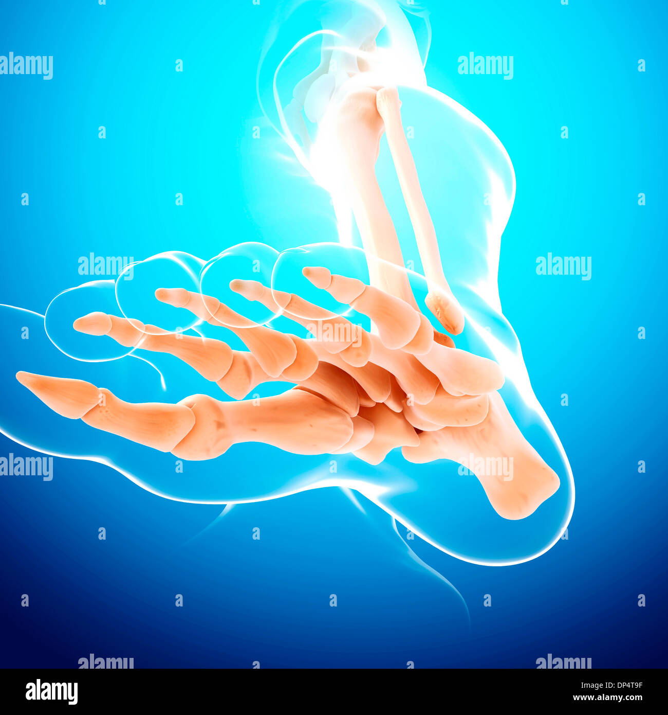 Human bones foot anatomy hi-res stock photography and images - Alamy