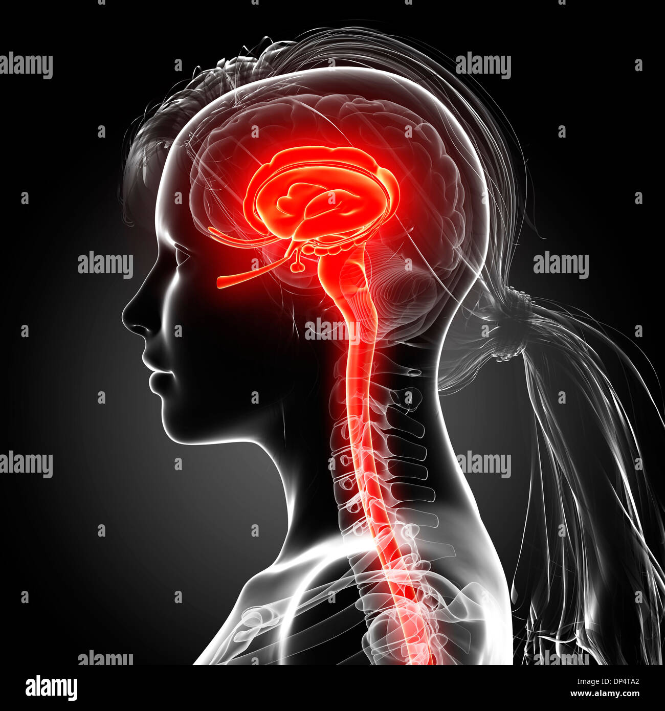 Female brain, artwork Stock Photo - Alamy