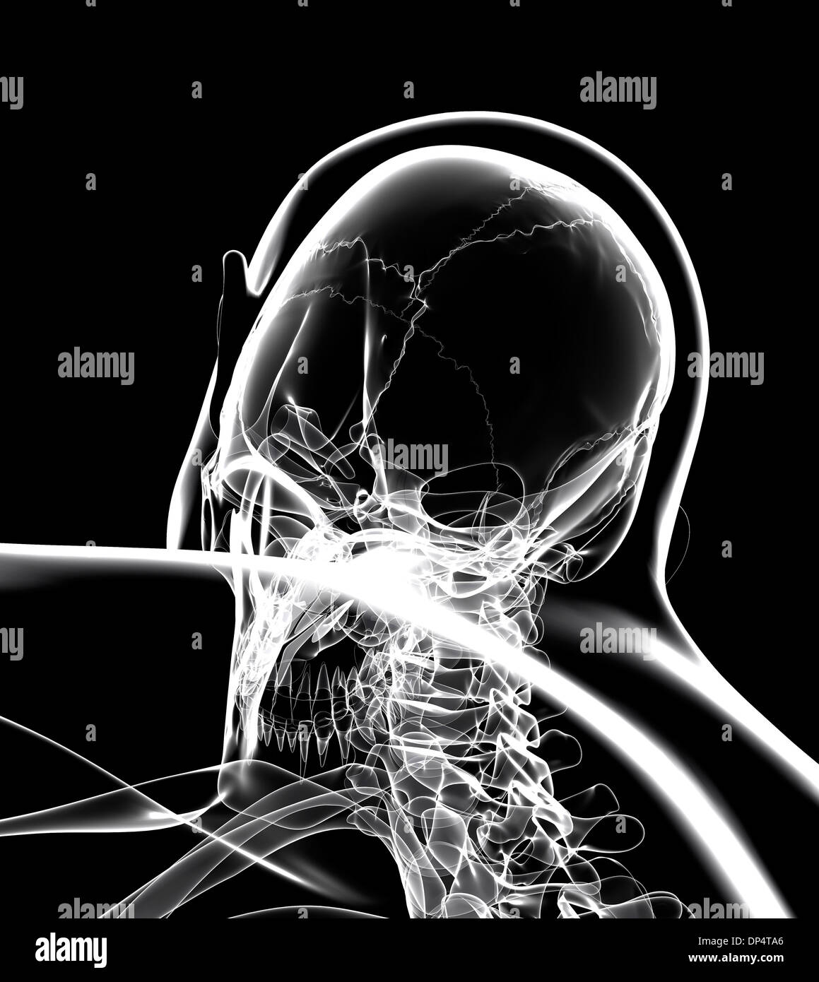 Human skeleton, artwork Stock Photo - Alamy