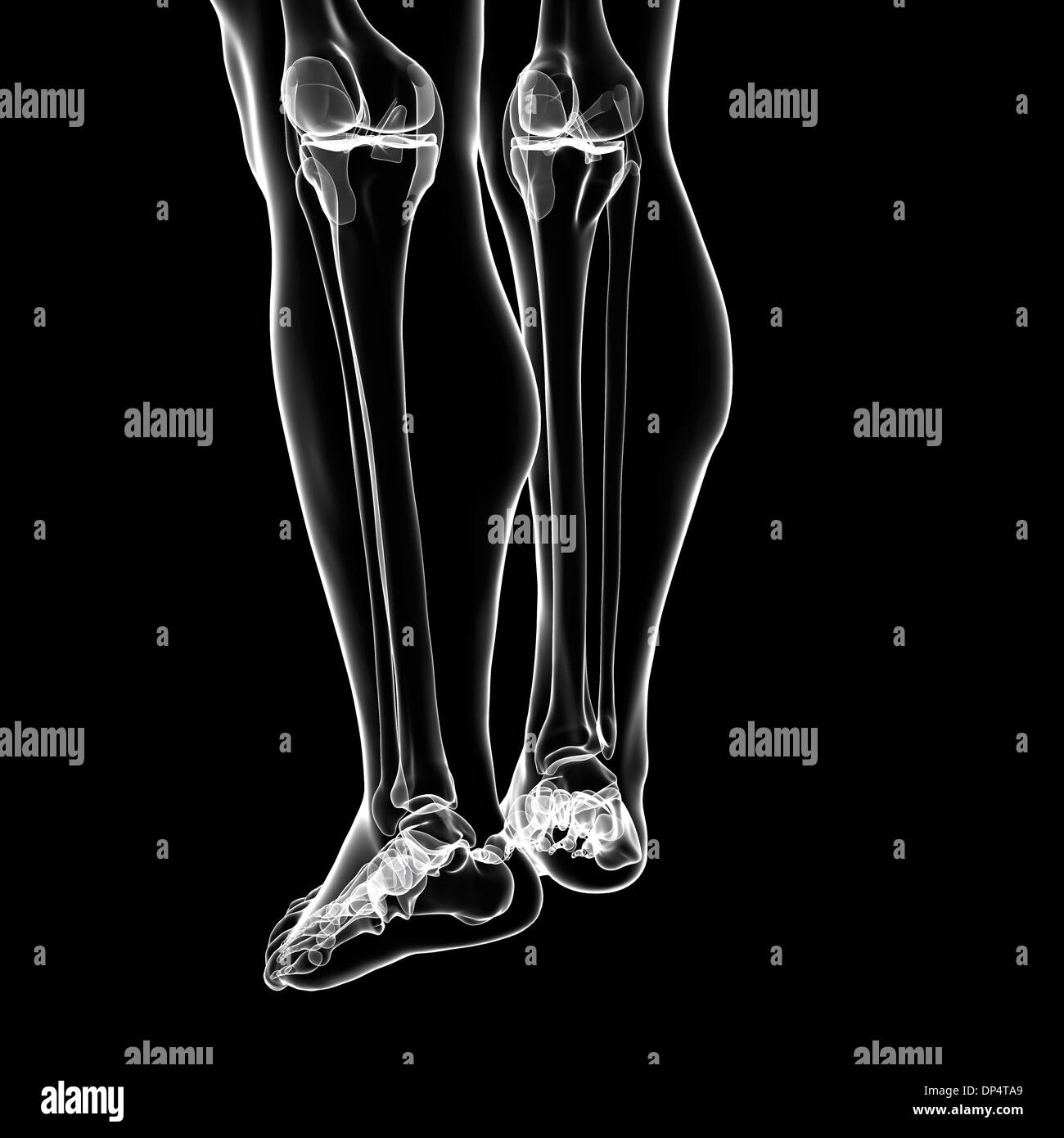 Leg bones Black and White Stock Photos & Images - Alamy