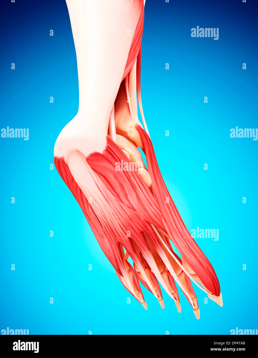 Extensor hallucis longus muscle hi-res stock photography and images - Alamy