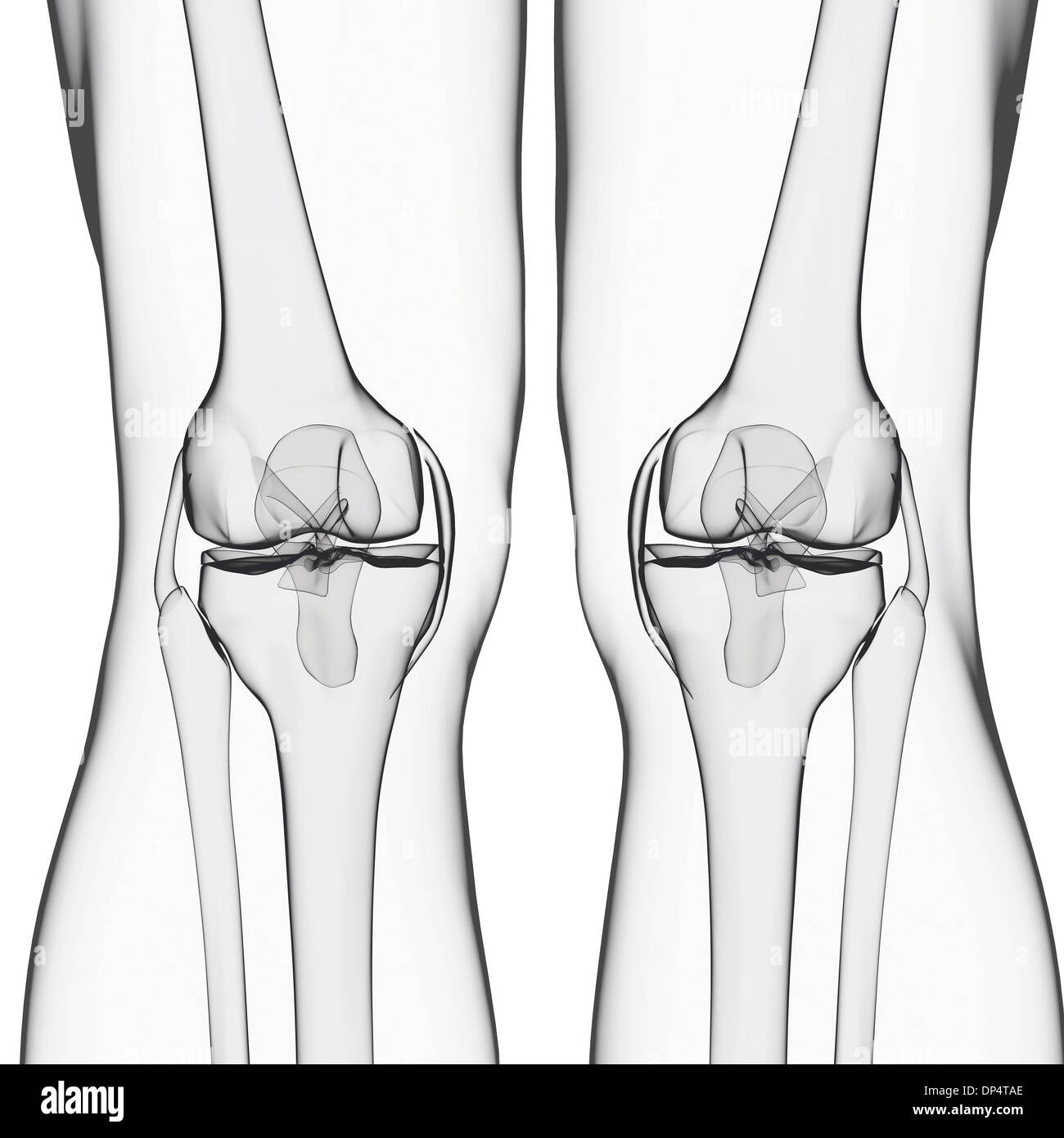 Rear leg Black and White Stock Photos & Images - Alamy