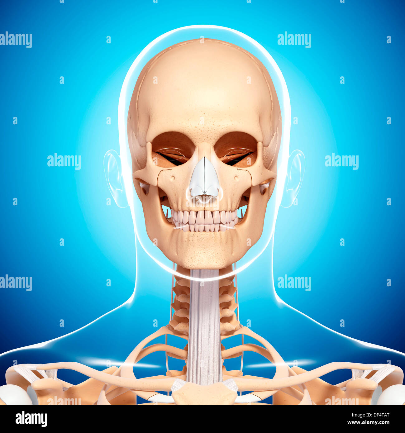 Human skeleton, artwork Stock Photo - Alamy