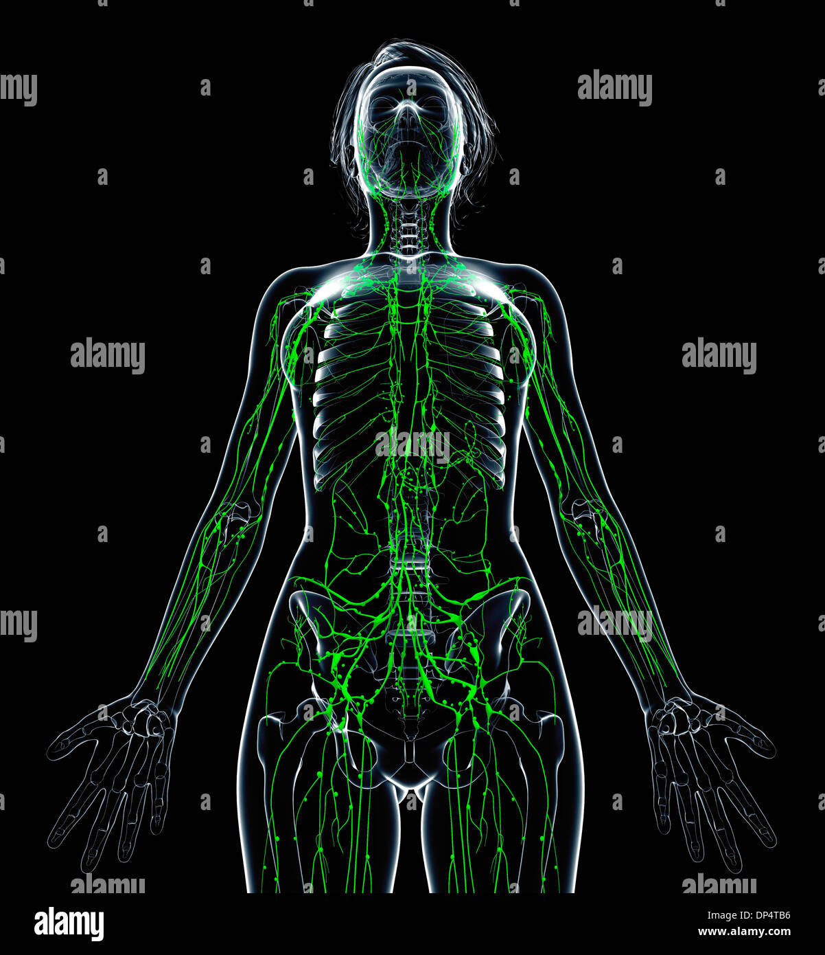 Female lymphatic system, artwork Stock Photo - Alamy