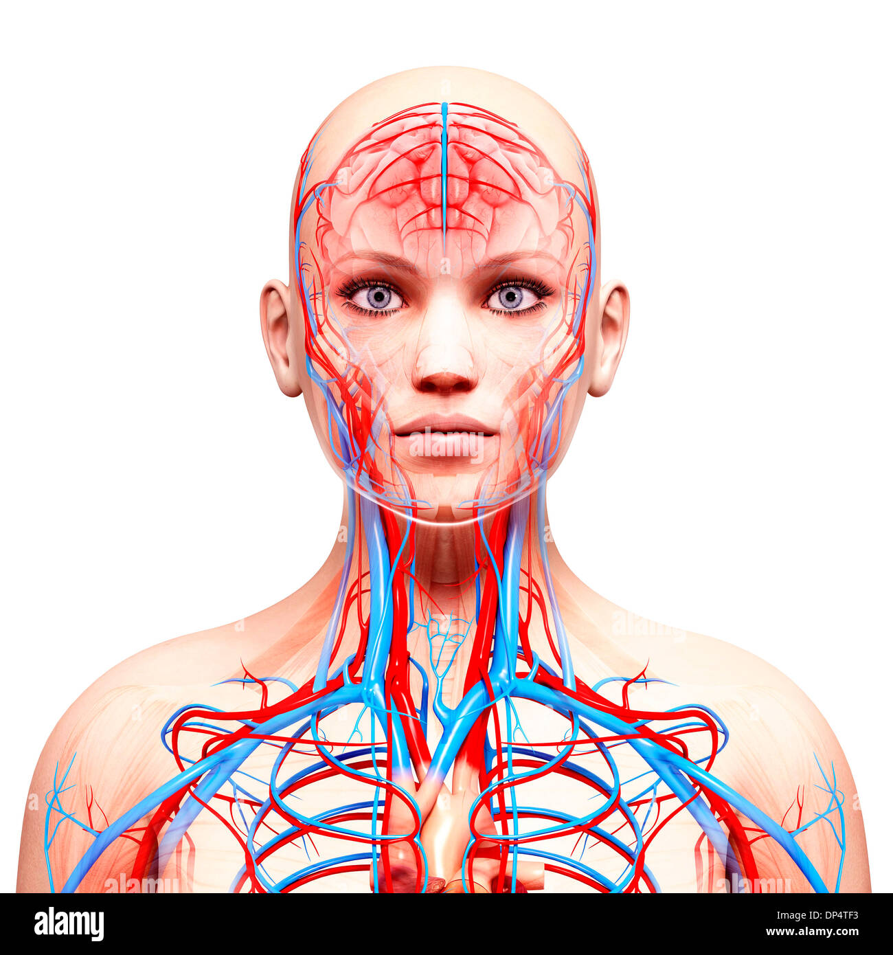 Female anatomy, artwork Stock Photo - Alamy