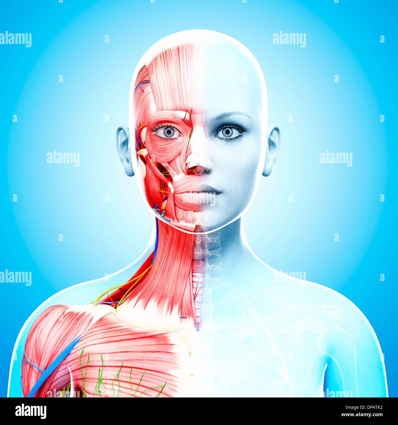 Female anatomy, artwork Stock Photo - Alamy