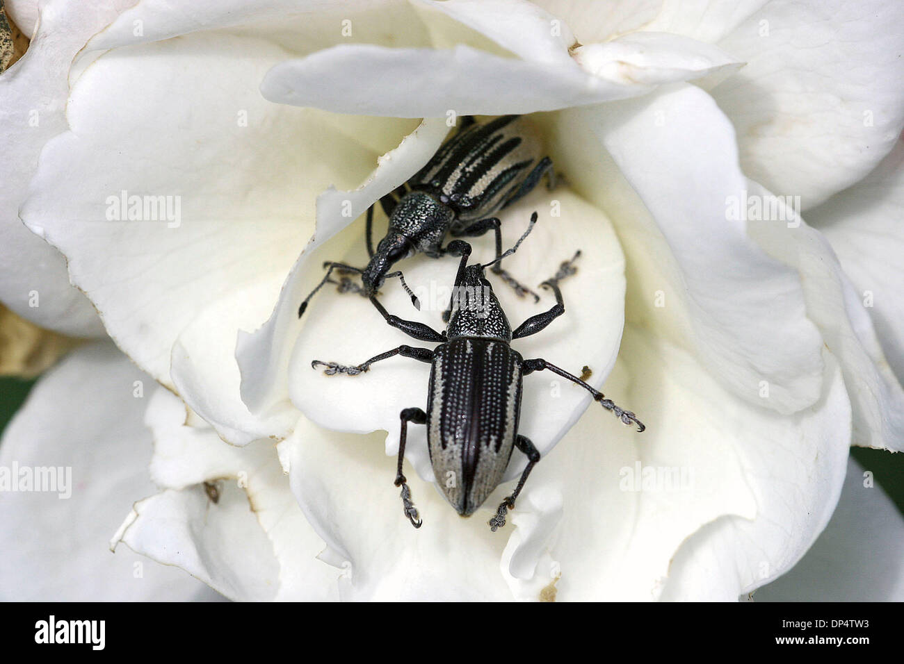 Diaprepes hi-res stock photography and images - Alamy