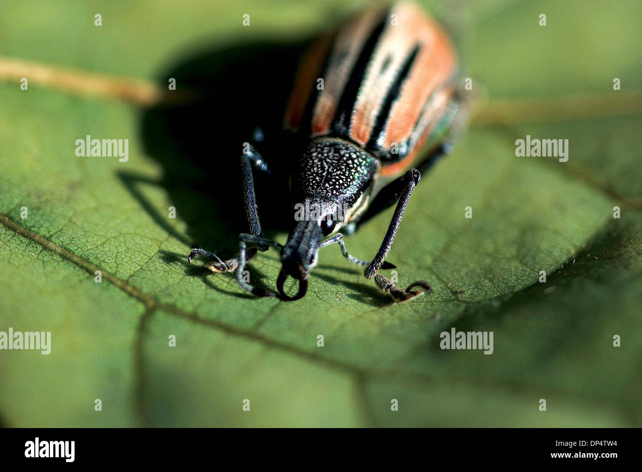 Diaprepes hi-res stock photography and images - Alamy