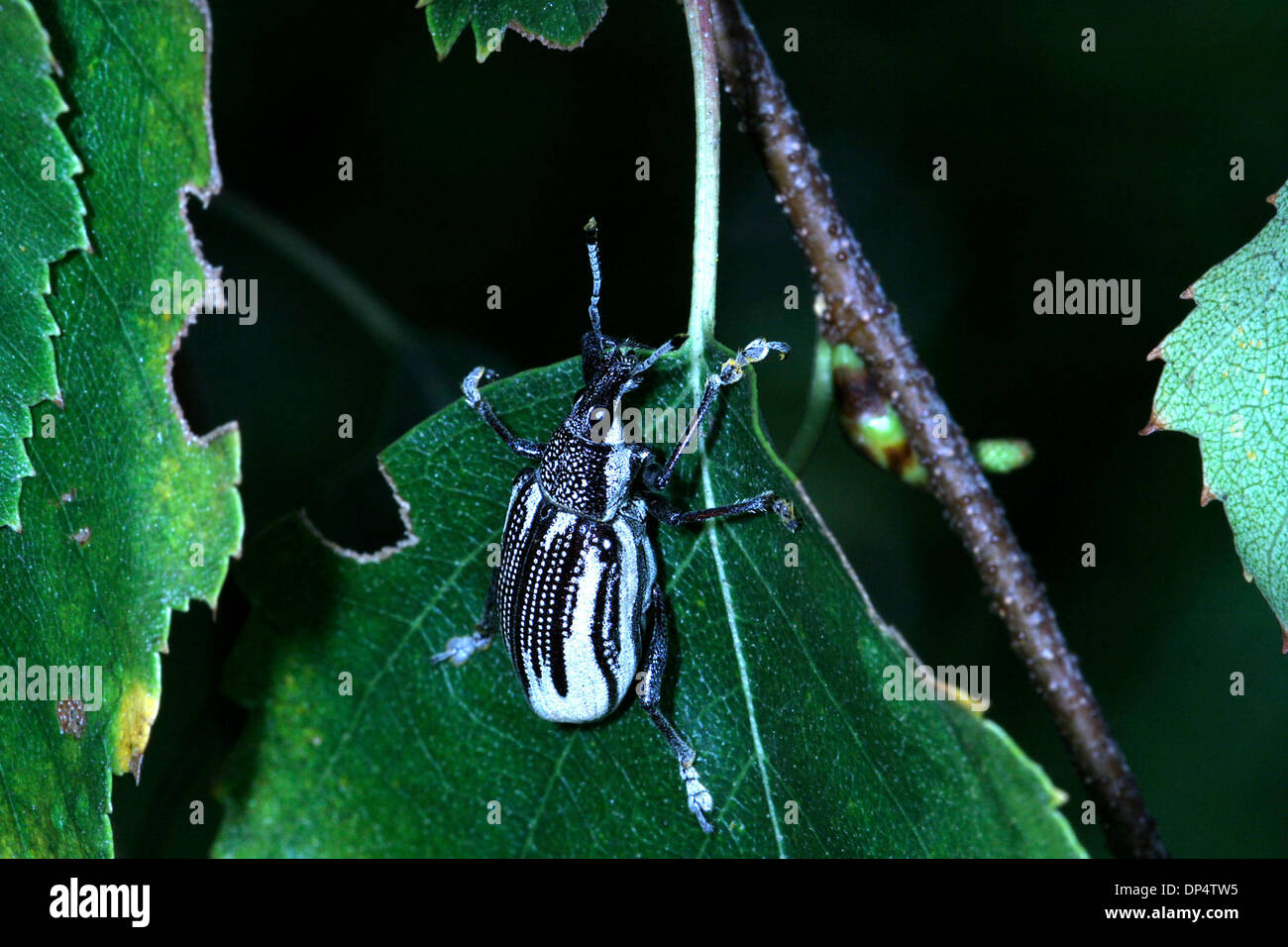 Diaprepes hi-res stock photography and images - Alamy