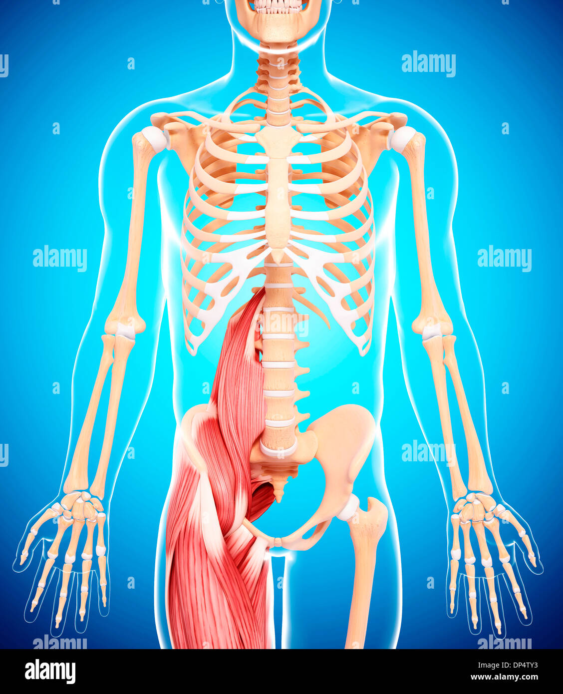 Human musculature, artwork Stock Photo - Alamy
