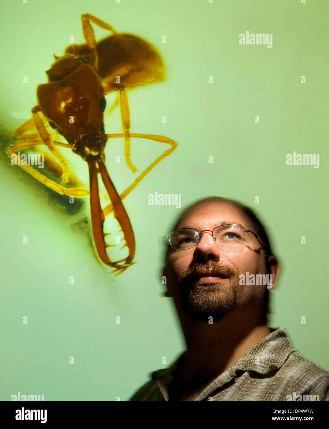 Ant san diego hi-res stock photography and images - Alamy