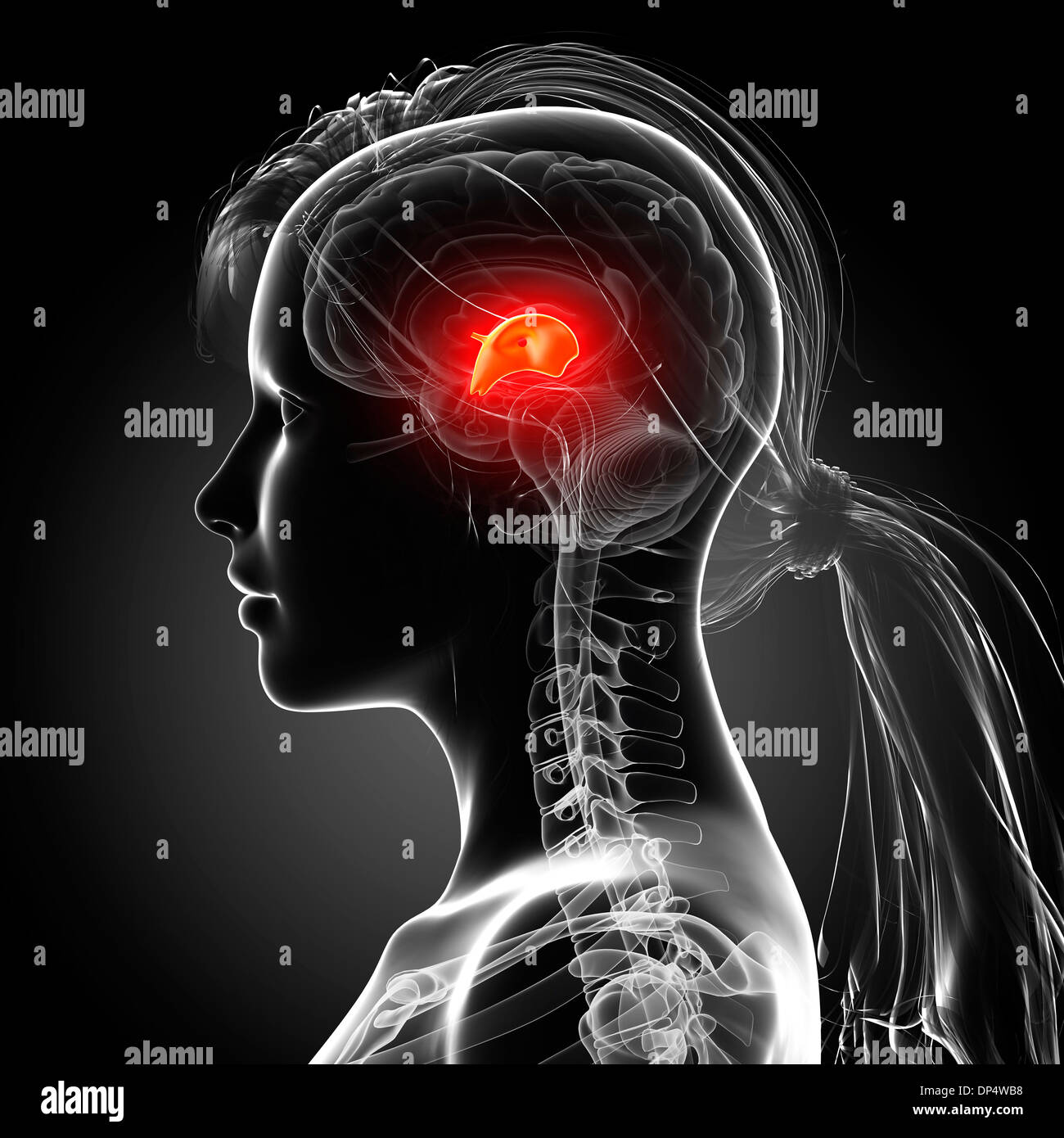 Female brain, artwork Stock Photo - Alamy