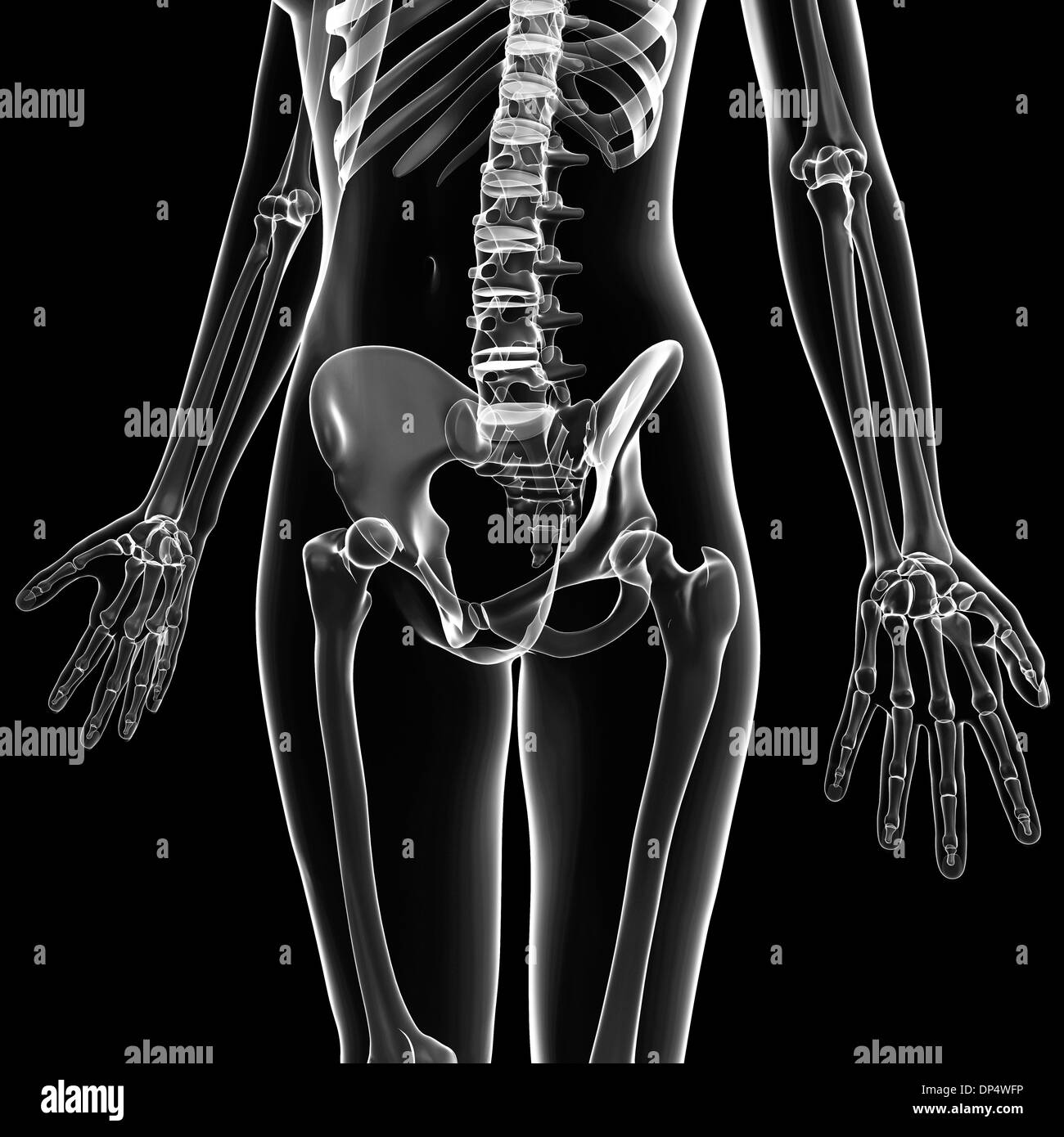 Human skeleton, artwork Stock Photo - Alamy