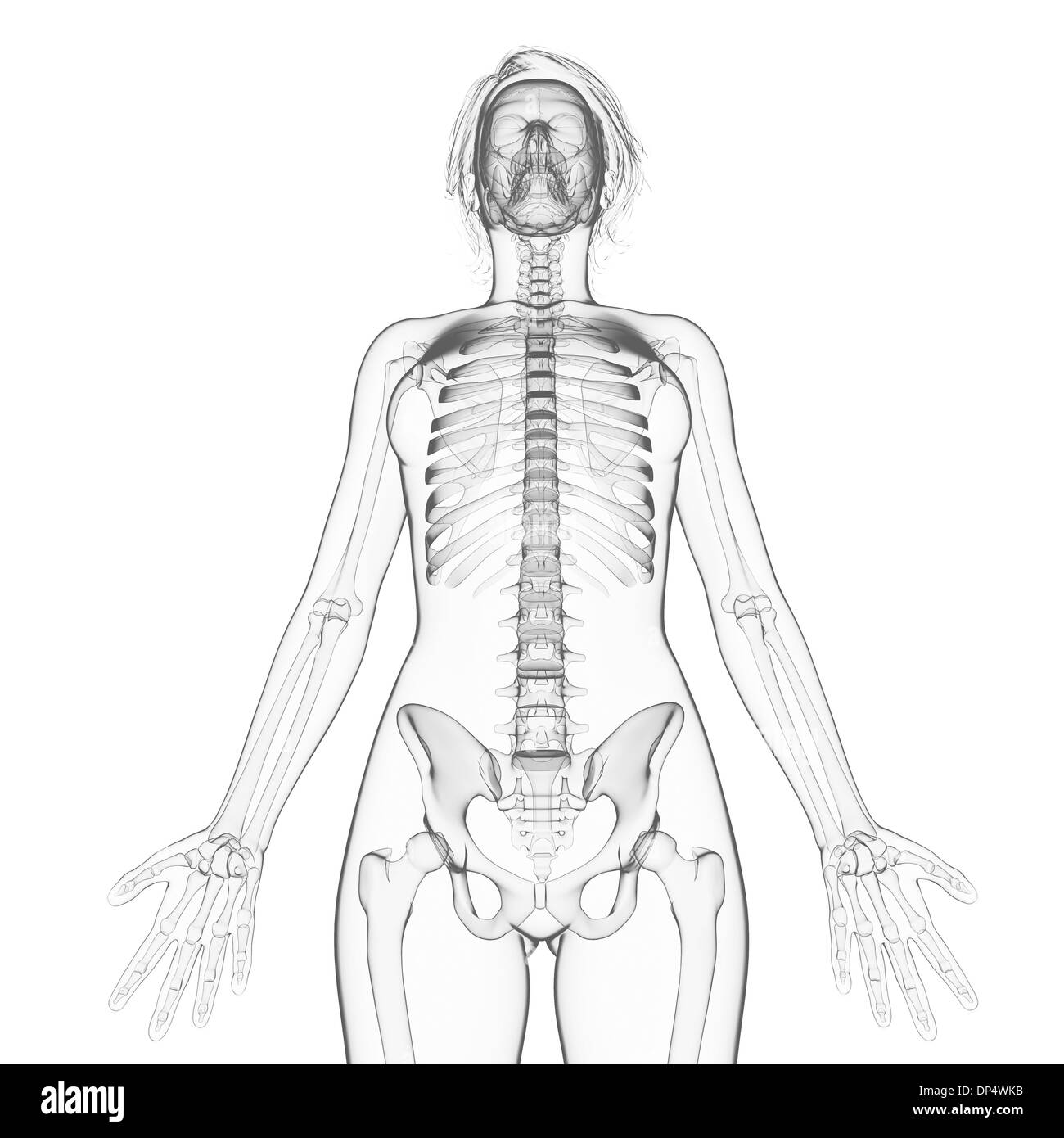 Female skeleton, artwork Stock Photo - Alamy