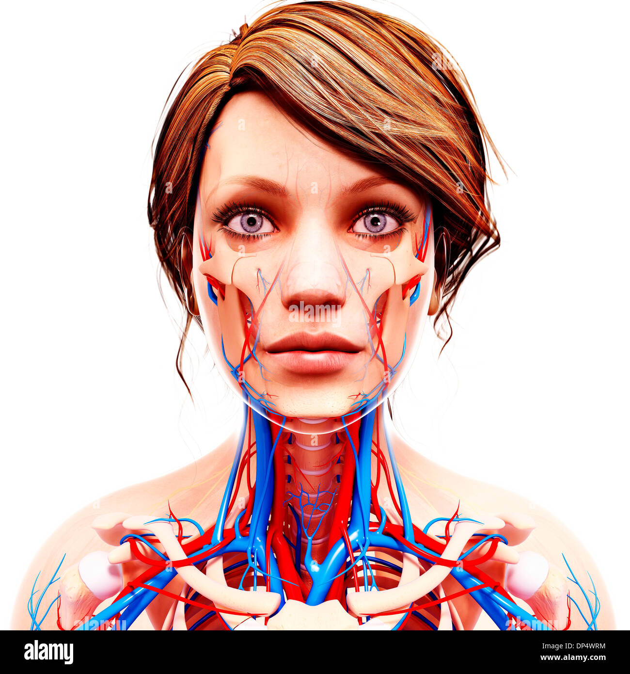 Female anatomy, artwork Stock Photo - Alamy