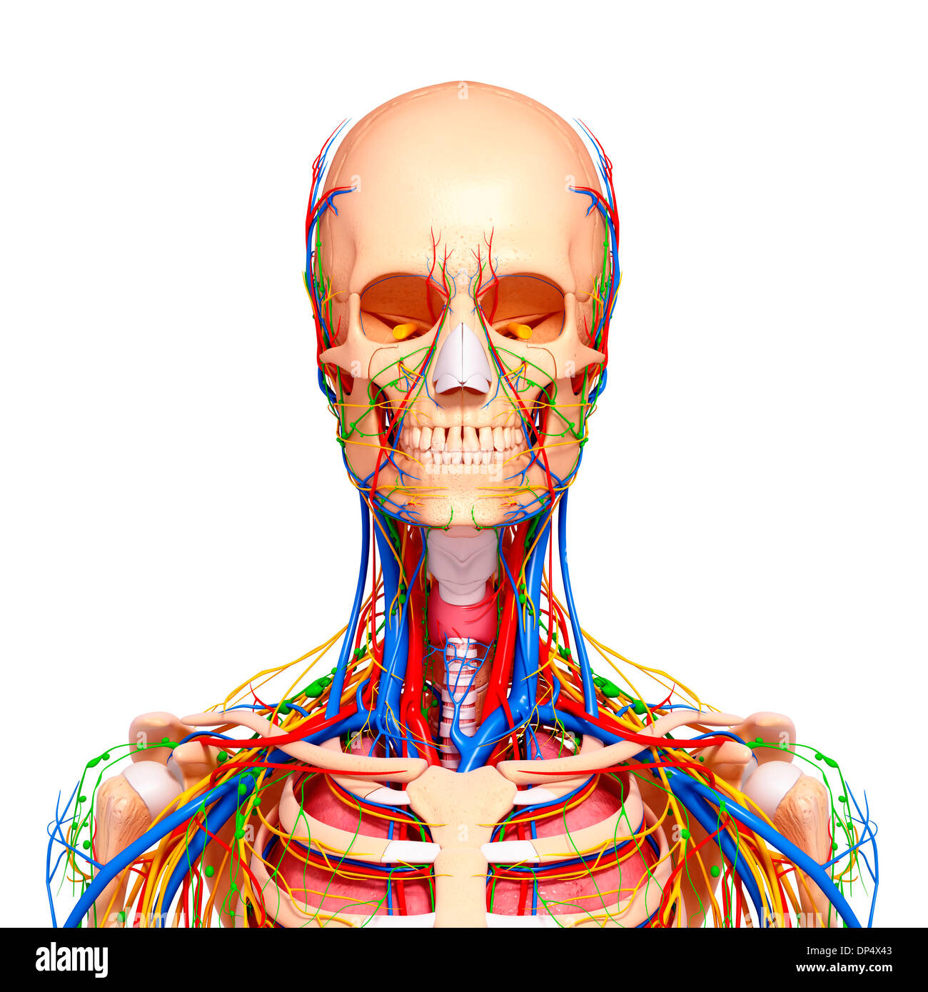 Human anatomy, artwork Stock Photo - Alamy