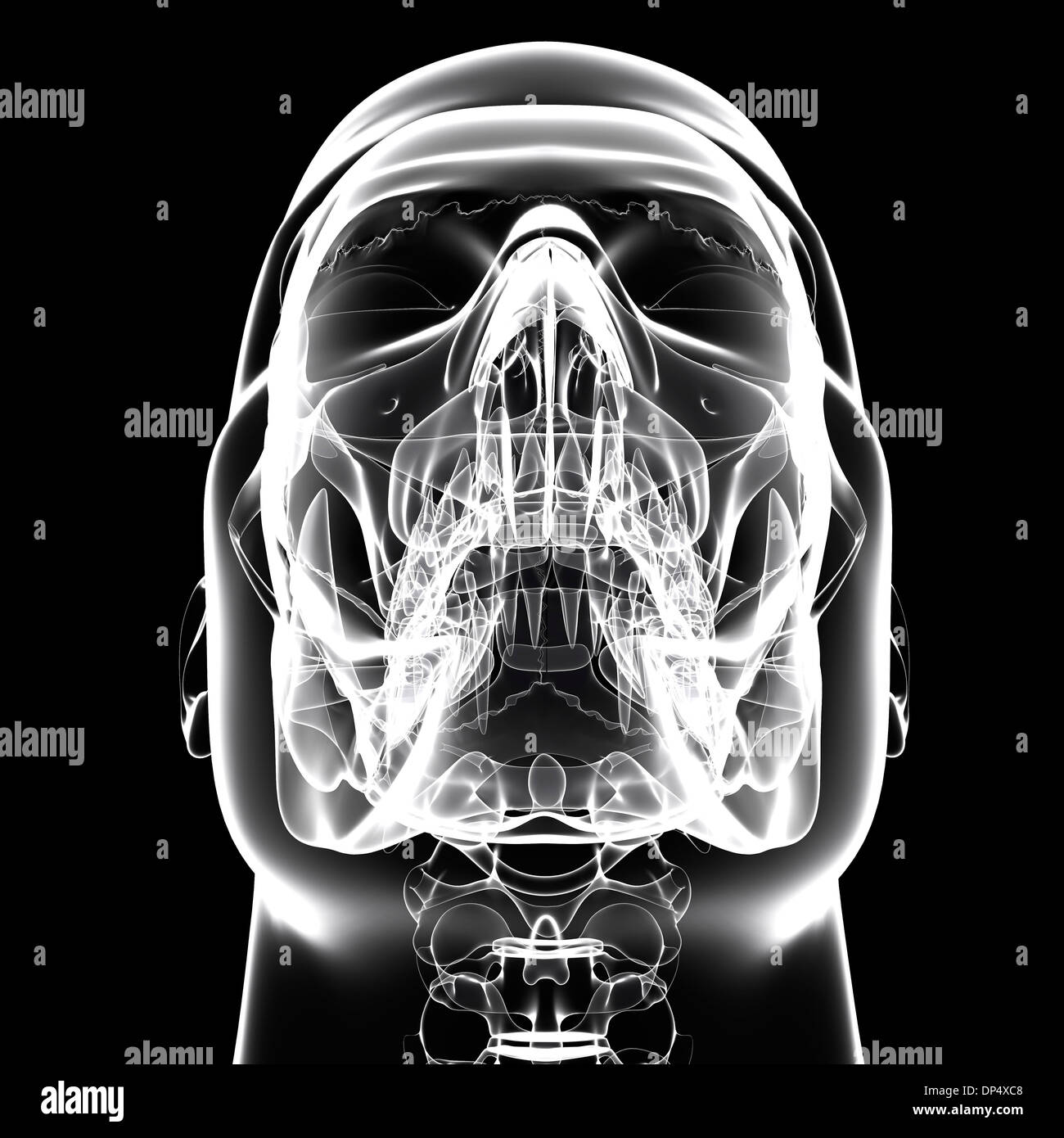 Human skull, artwork Stock Photo - Alamy