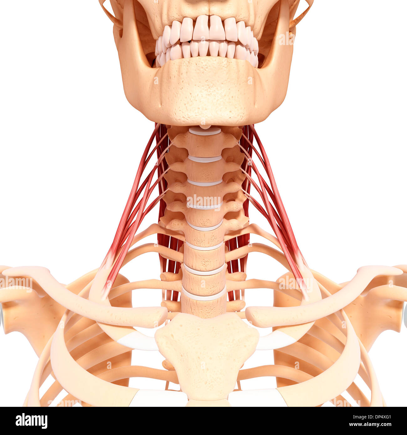 Human neck musculature, artwork Stock Photo - Alamy